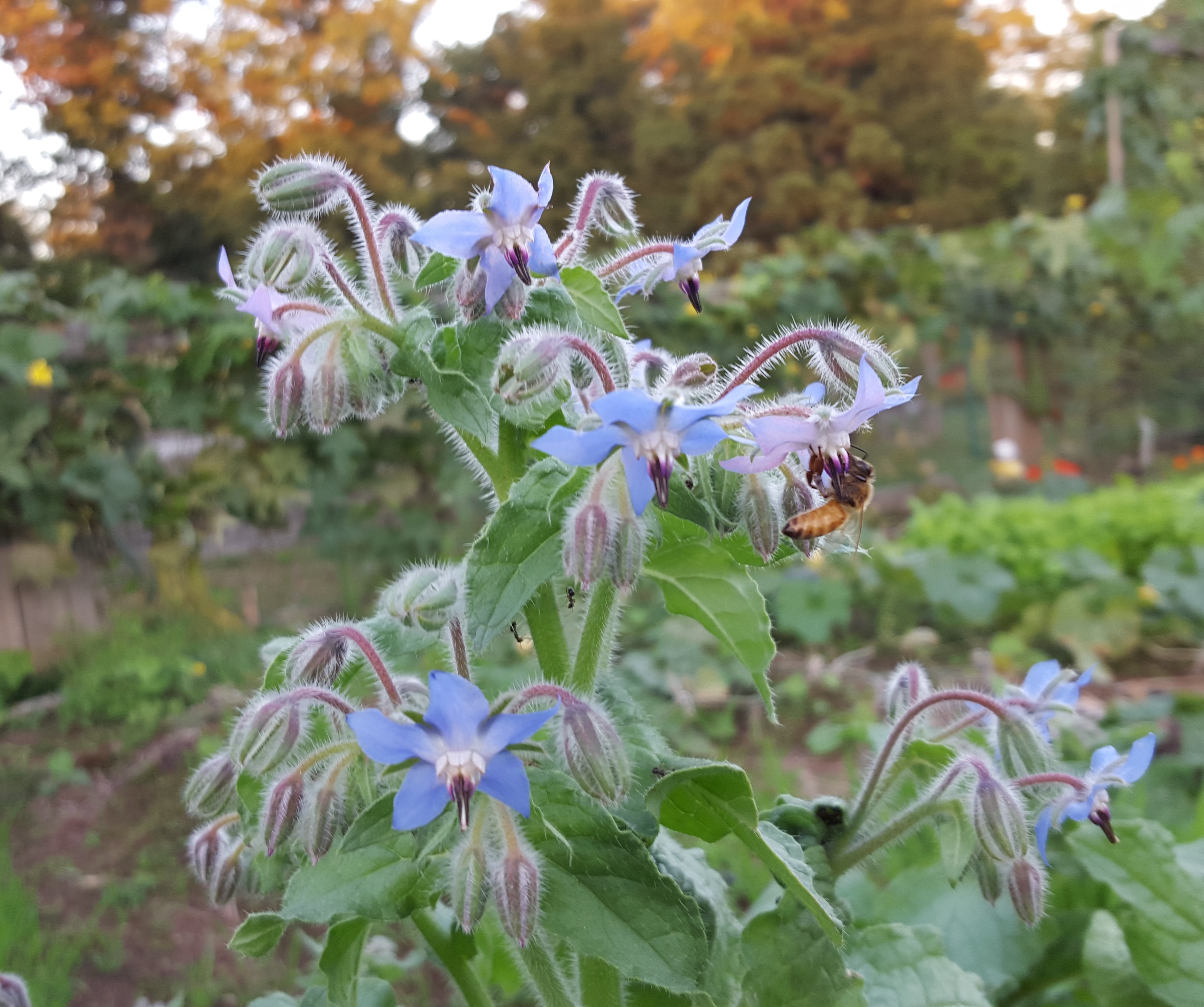 Borage