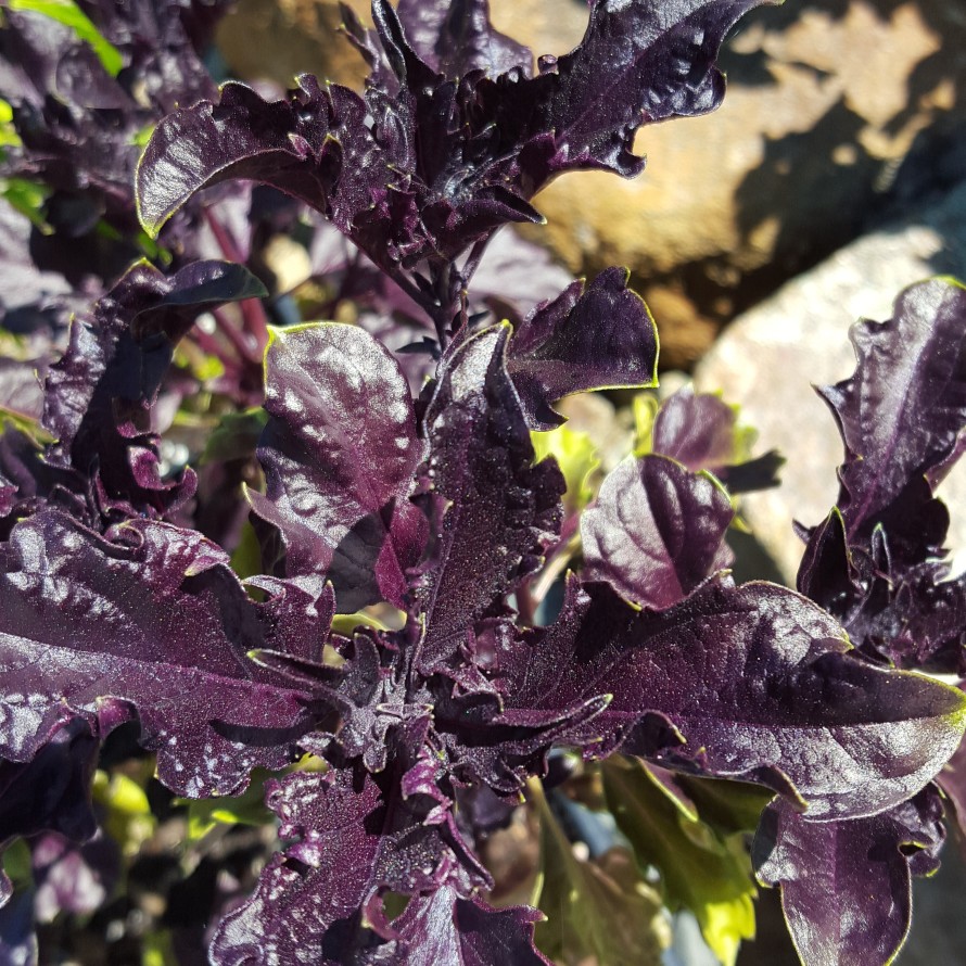 Basil - Advice From The Herb Lady