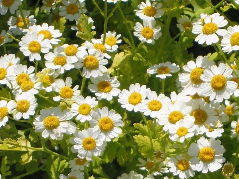 Feverfew - Advice From The Herb Lady