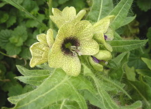 Henbane - Advice From The Herb Lady