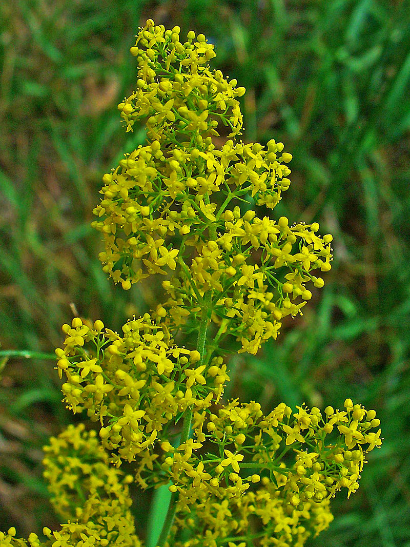 Lady's Bedstraw - Advice From The Herb Lady
