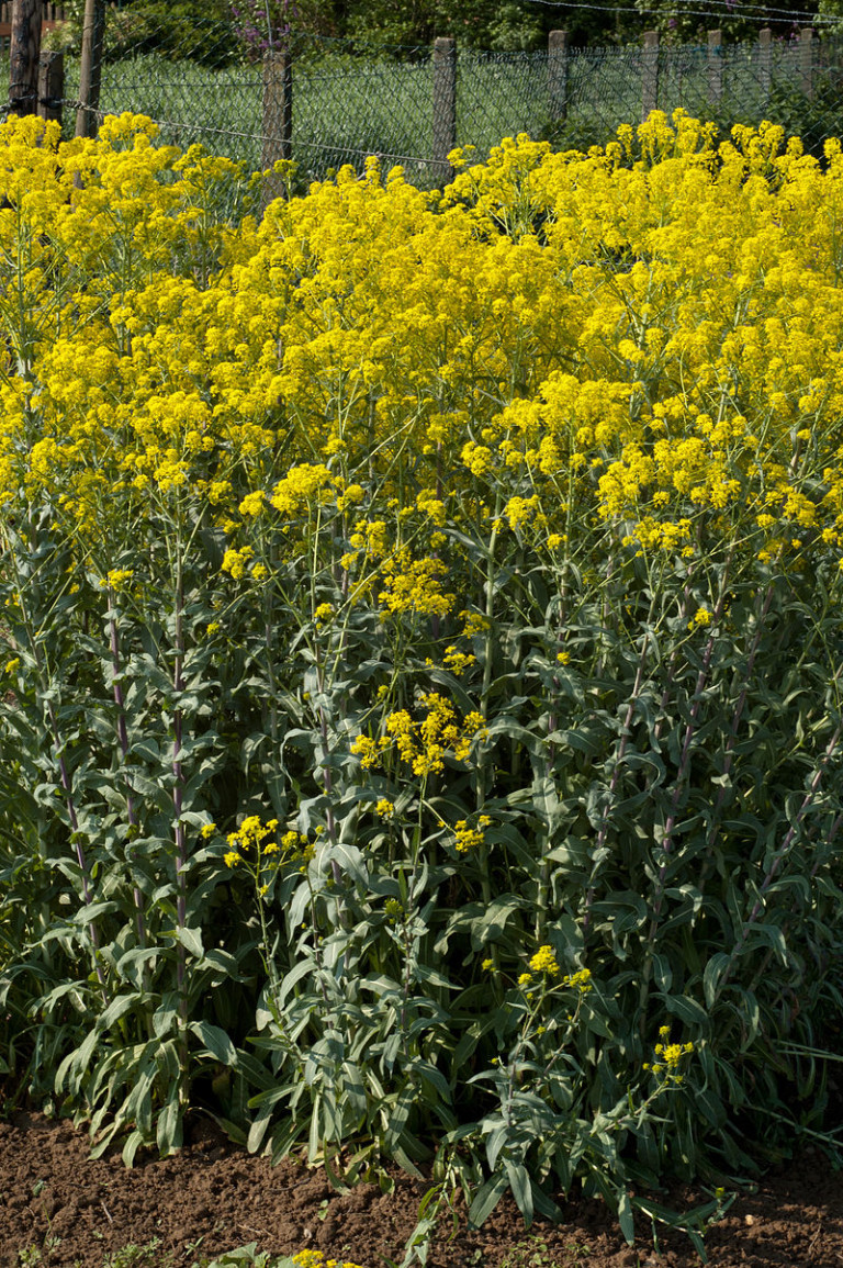 Woad - Advice From The Herb Lady