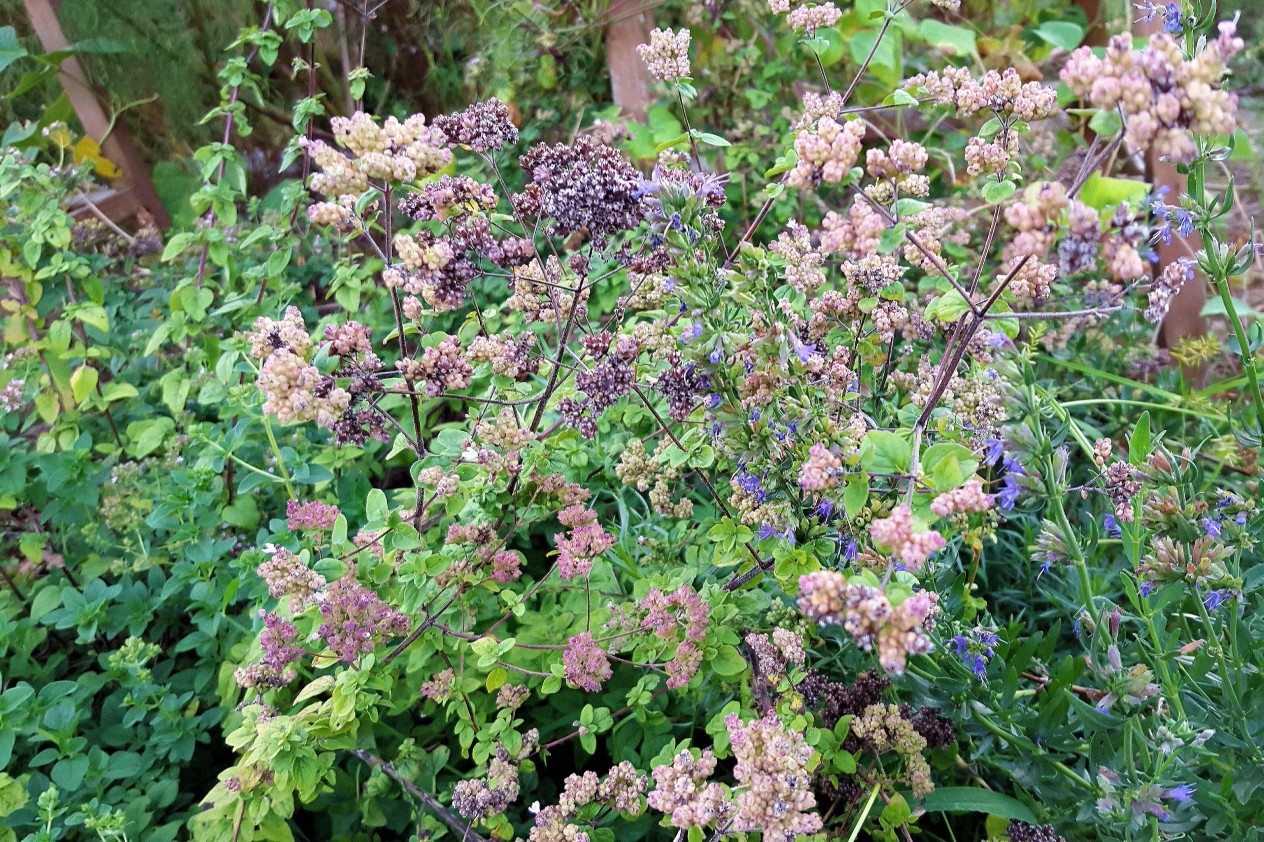 Oregano - Advice From The Herb Lady