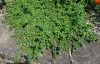 Pennyroyal - Advice From The Herb Lady