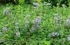 Pennyroyal - Advice From The Herb Lady