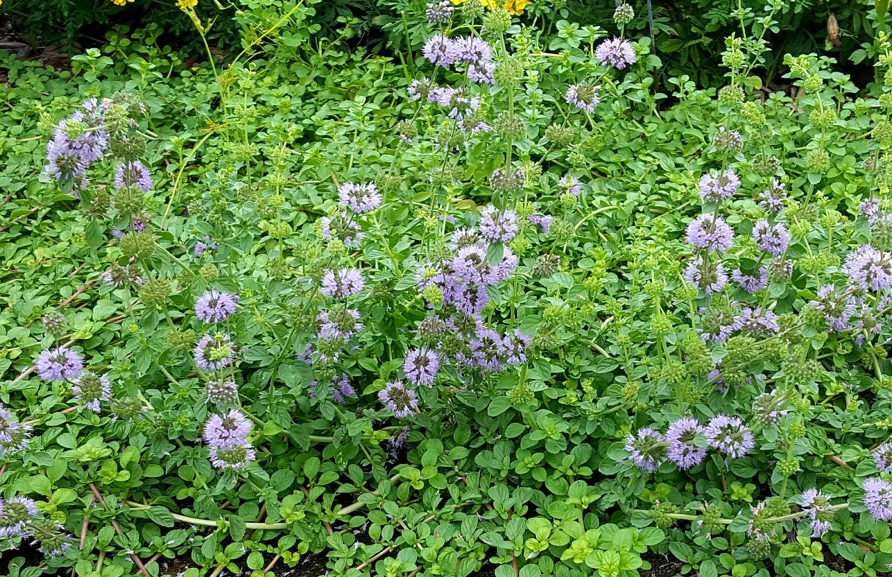 Pennyroyal - Advice From The Herb Lady