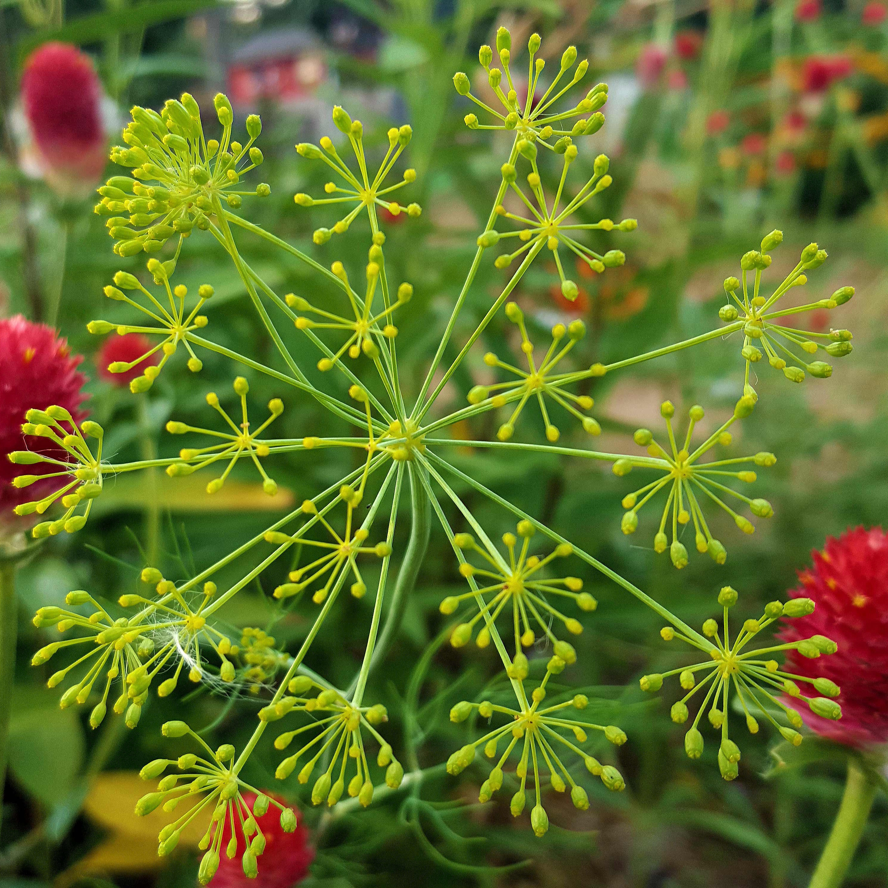 Dill Advice From The Herb Lady Dill Advice From The Herb Lady