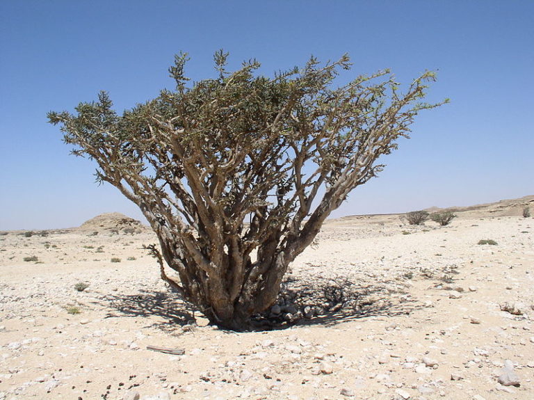 Frankincense - Advice From The Herb Lady