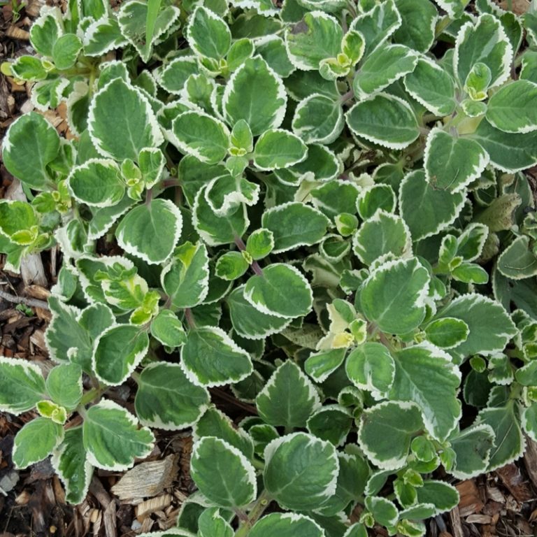 Cuban Oregano - Advice From The Herb Lady