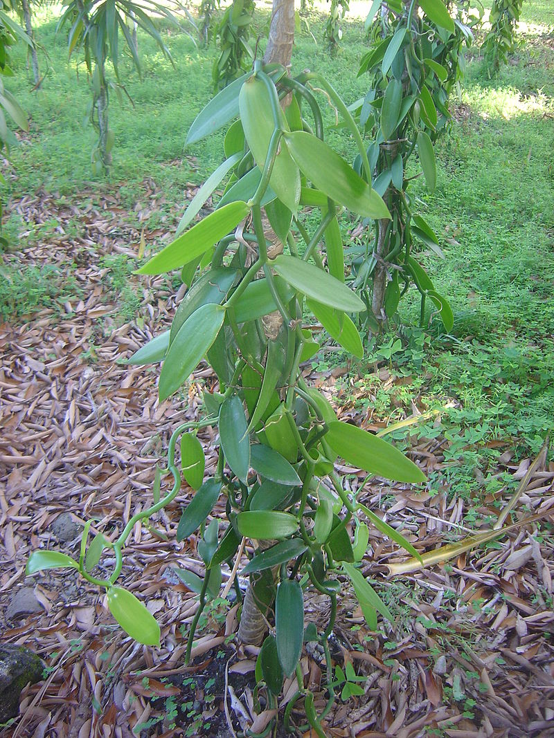 Vanilla - Advice From The Herb Lady