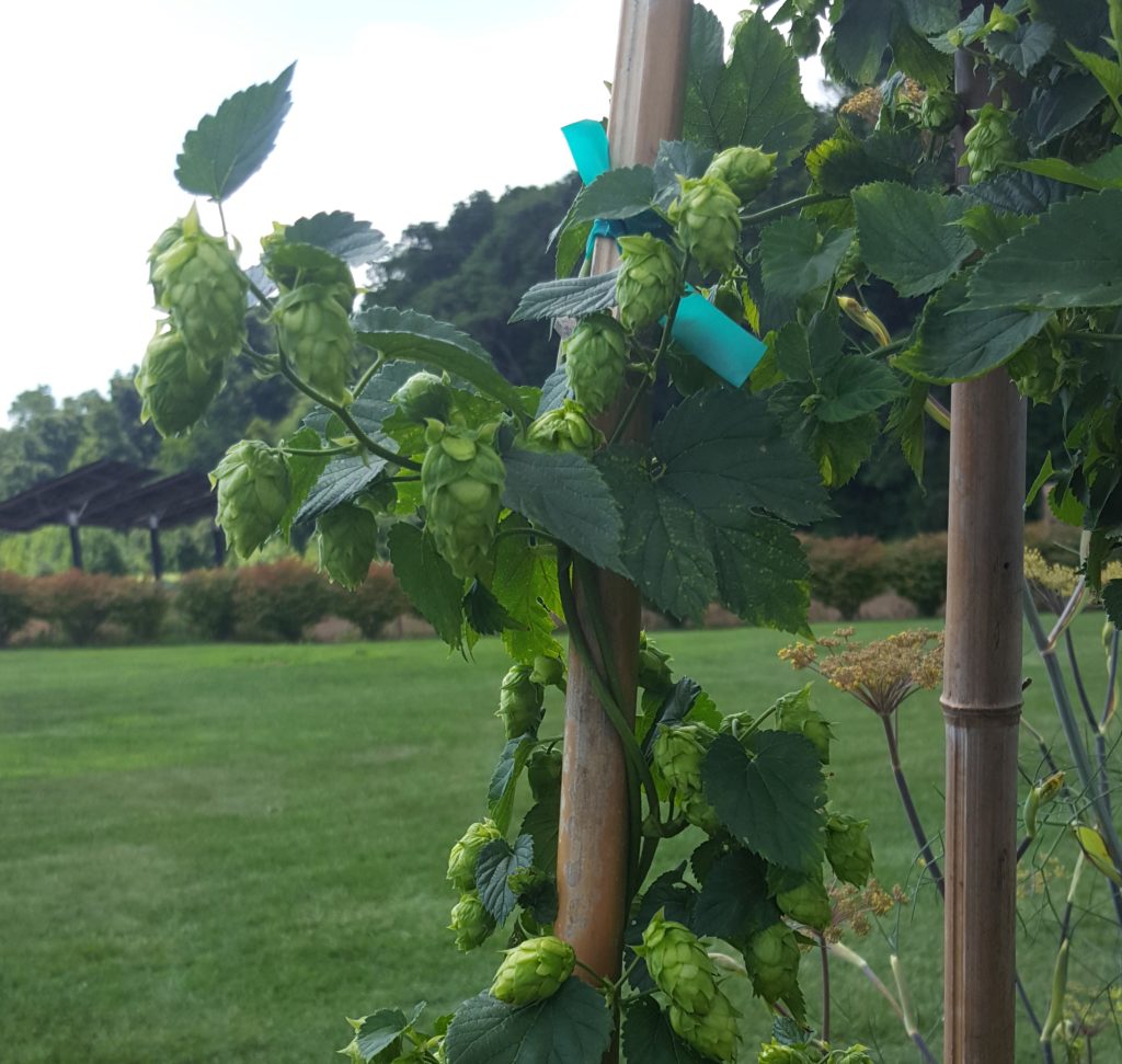 Hops - Advice From The Herb Lady