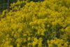 Woad - Advice From The Herb Lady