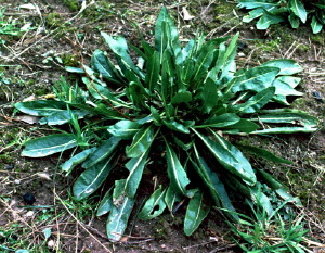 Woad - Advice From The Herb Lady