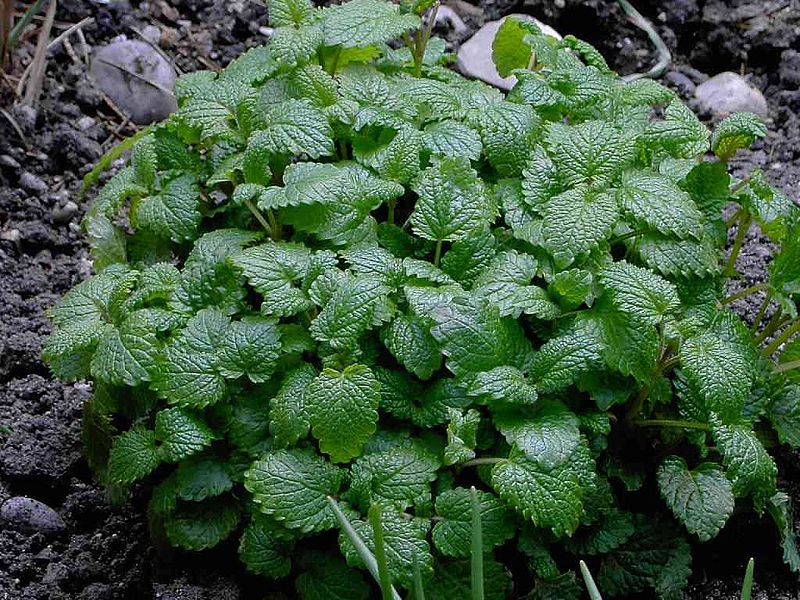 Lemon Balm - Advice From The Herb Lady