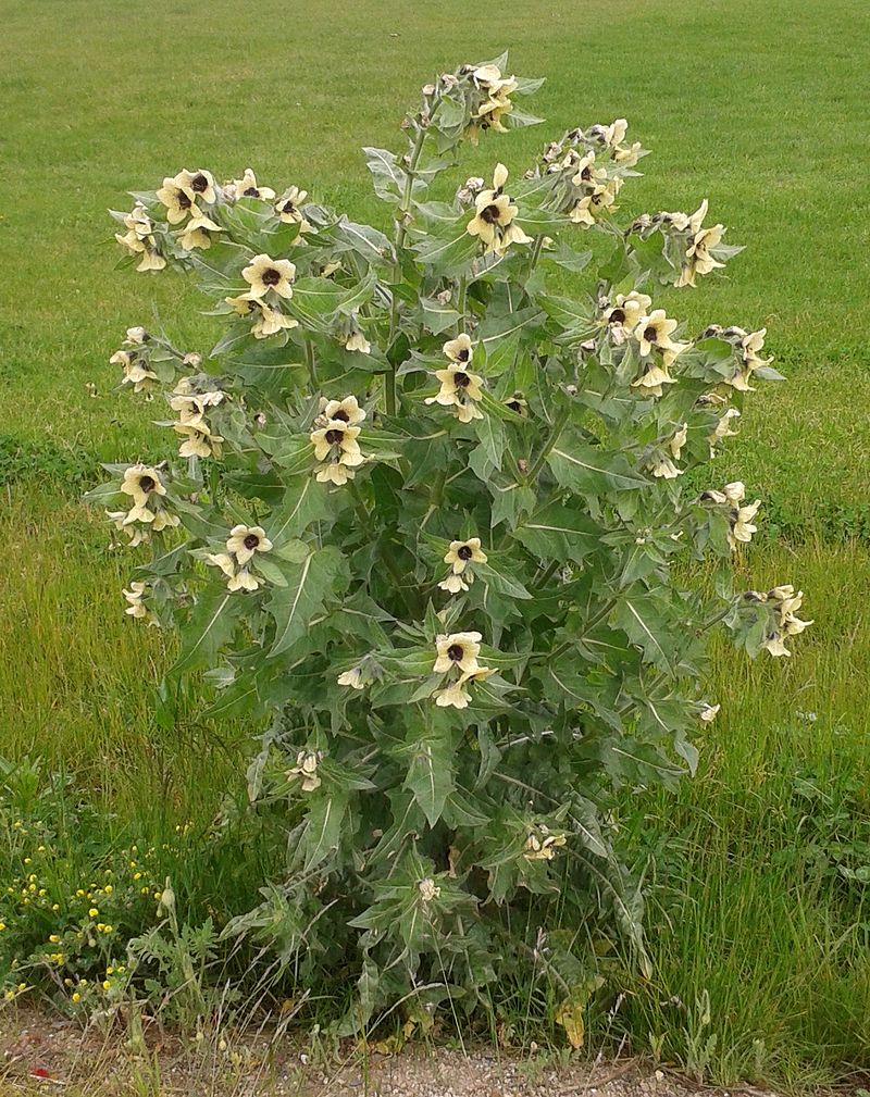 Henbane - Advice From The Herb Lady