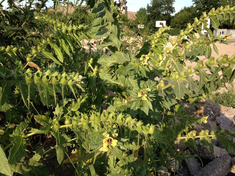 Henbane - Advice From The Herb Lady