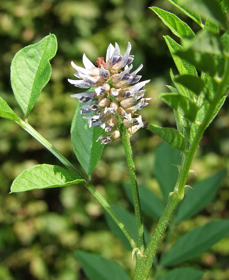Licorice - Advice From The Herb Lady