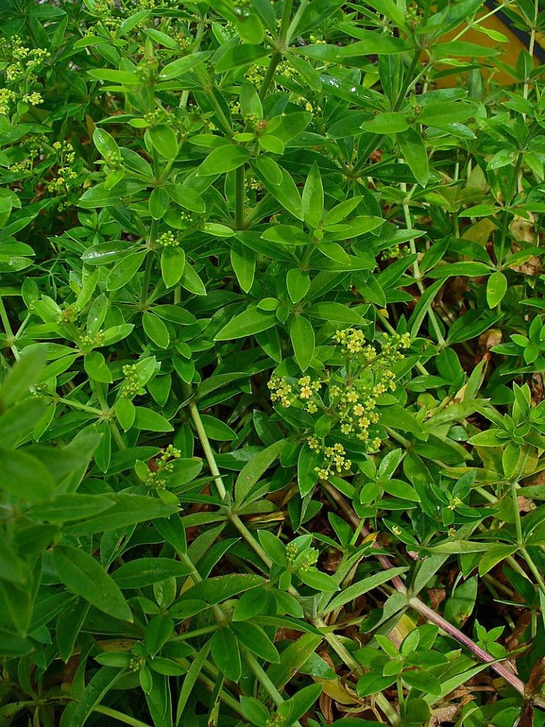 Madder - Advice From The Herb Lady