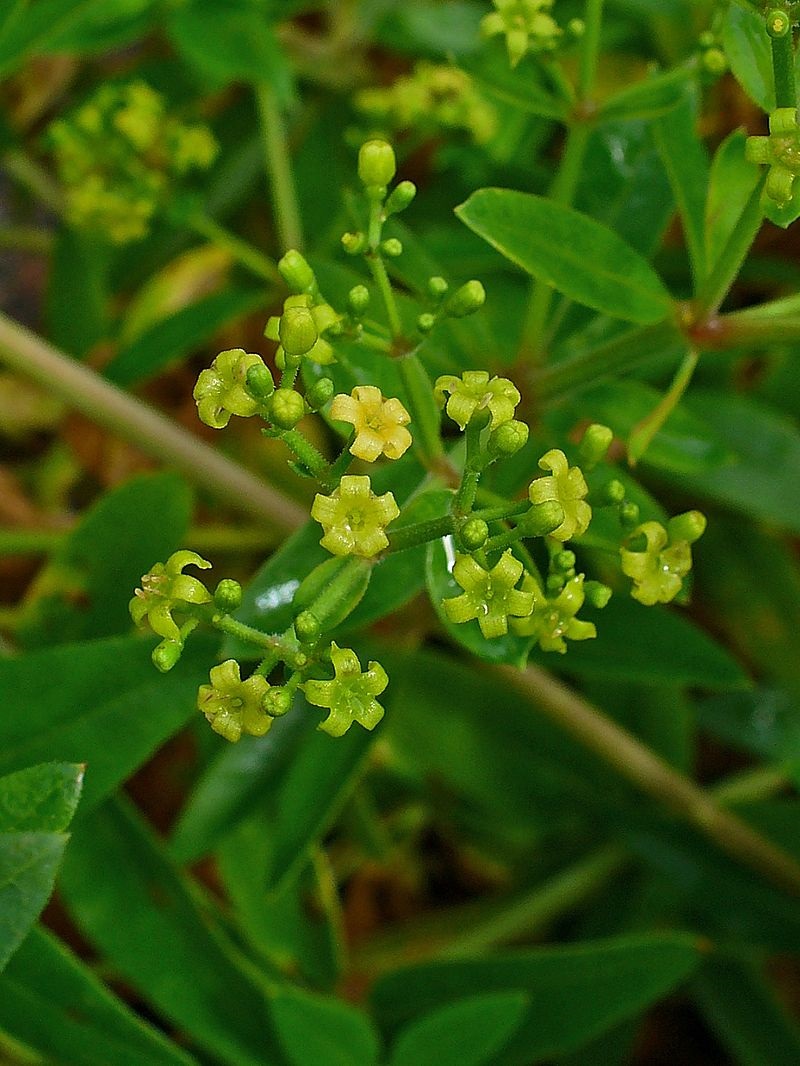 Madder - Advice From The Herb Lady
