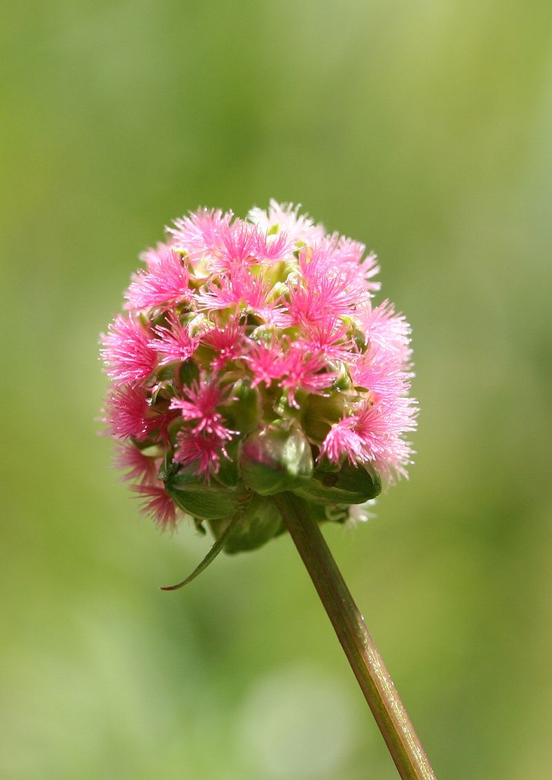 Salad Burnet - Advice From The Herb Lady