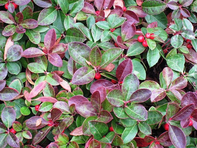 Wintergreen - Advice From The Herb Lady
